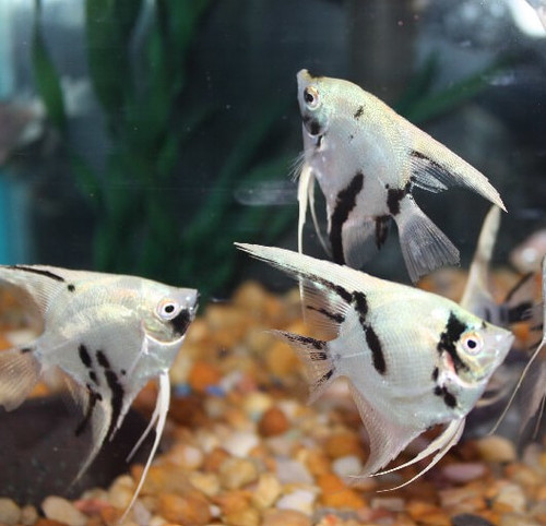 Panda Angelfish - Pterophyllum scalare | Oz Aquarium Fish