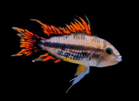 Apistogramma cacatuoides 'Triple Red' | Oz Aquarium Fish