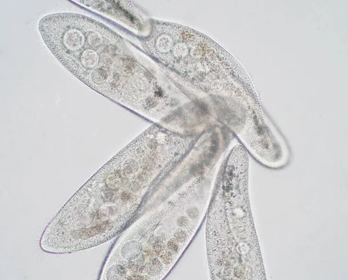 Paramecium caudatum | Oz Aquarium Fish