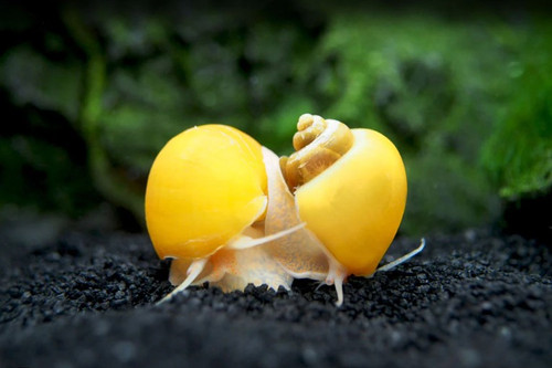 Golden Mystery Snail - Pomacea Bridgesii | Oz Aquarium Fish