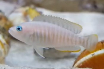 Multi Shell Dweller Cichlid - Neolamprologus multifasciatus | Oz ...