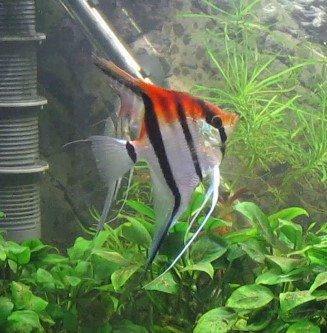 Manacapuru Angelfish - Pterophyllum scalare | Oz Aquarium Fish