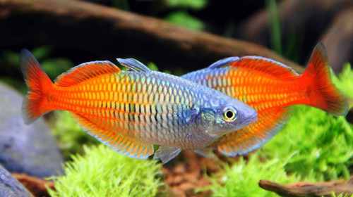 Boesemani Rainbow Fish - Melanotaenia boesemani | Oz Aquarium Fish