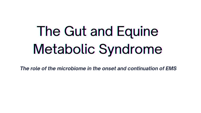 Gut Bacteria and Equine Metabolic Syndrome | Equibiome Blog