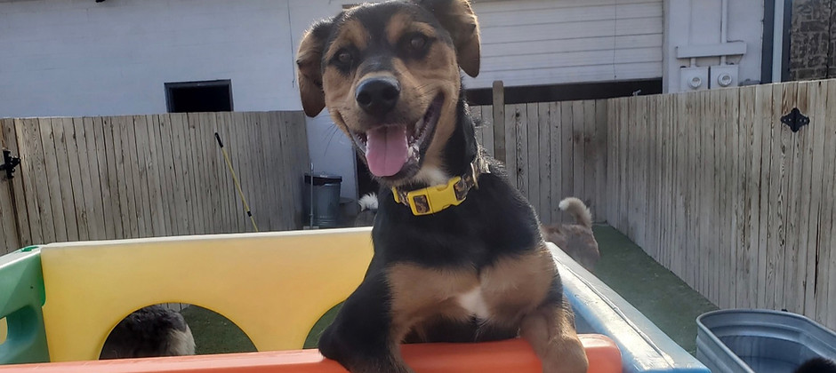 New Guests | Ruff House