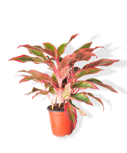 Aglaonema Creta M (p14) | Árvore Plantas