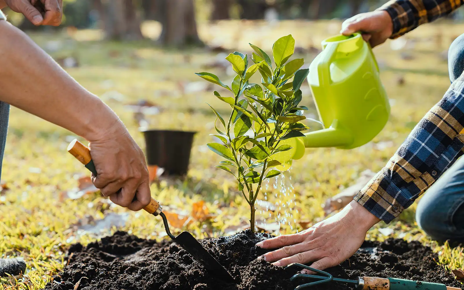 How to Properly Plant a Tree?