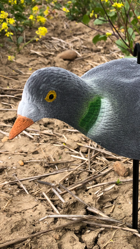 12 x HIGH DEFINITION FLOCKED HALF SHELL PIGEON DECOYS | durham-decoys