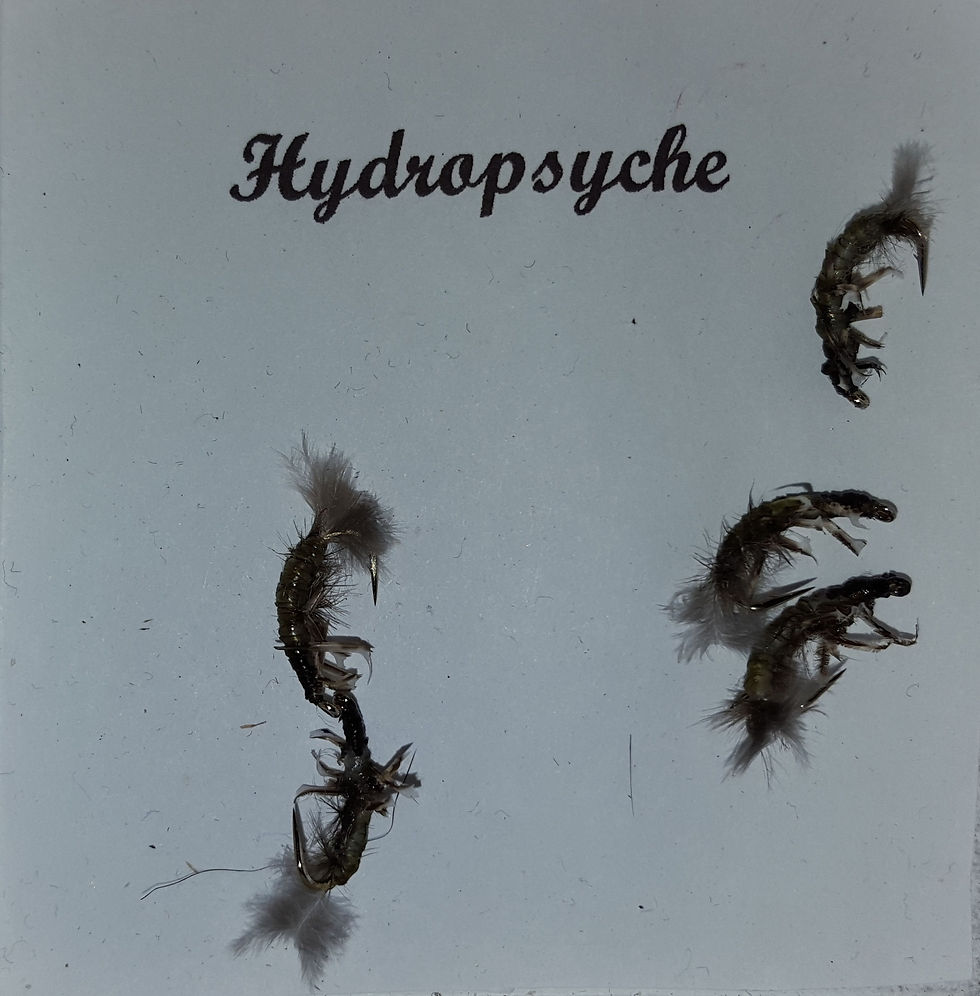 Hydropsyche | durham-decoys