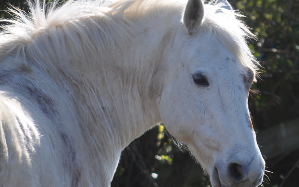 Nelson Park Riding Centre Ltd
