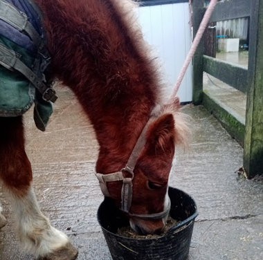 Nelson Park Riding Centre Ltd