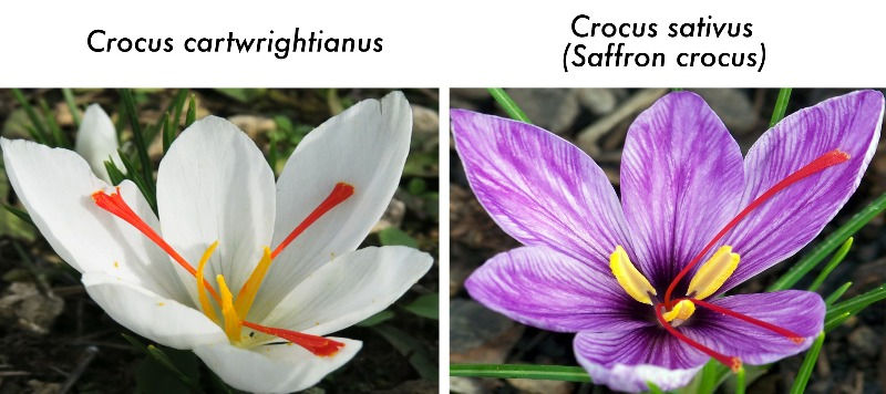 Saffron origin