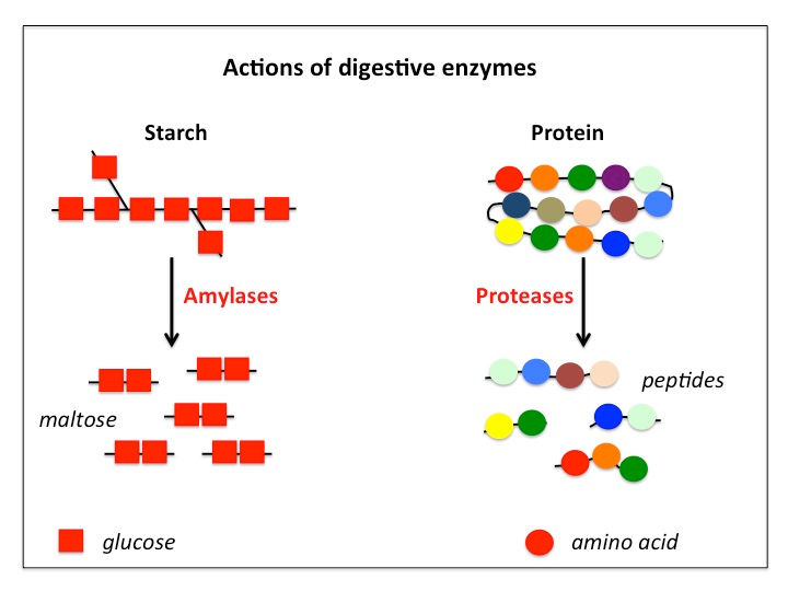 The science of Autolyse