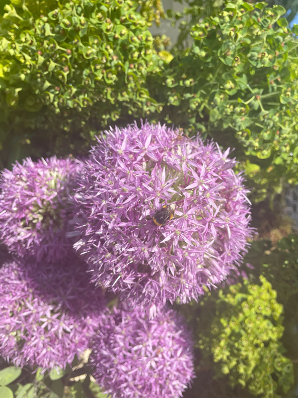 RHS Chelsea Flower Show Photo Gallery