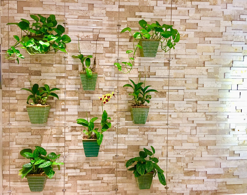Houseplant Trends 2026