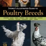 Storey's Illustrated Guide to Poultry Breeds | Rogier Poultry