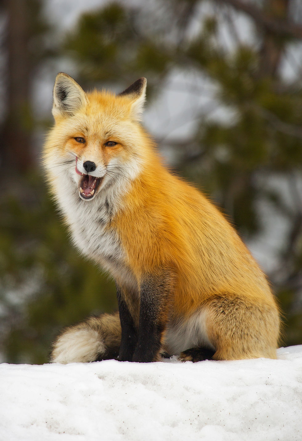 Smiling Fox | Chase Dekker Images