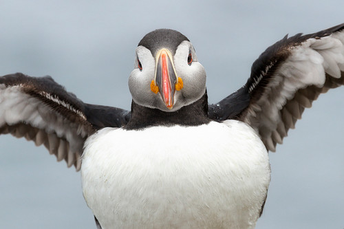 Puffed Puffin | Chase Dekker Images