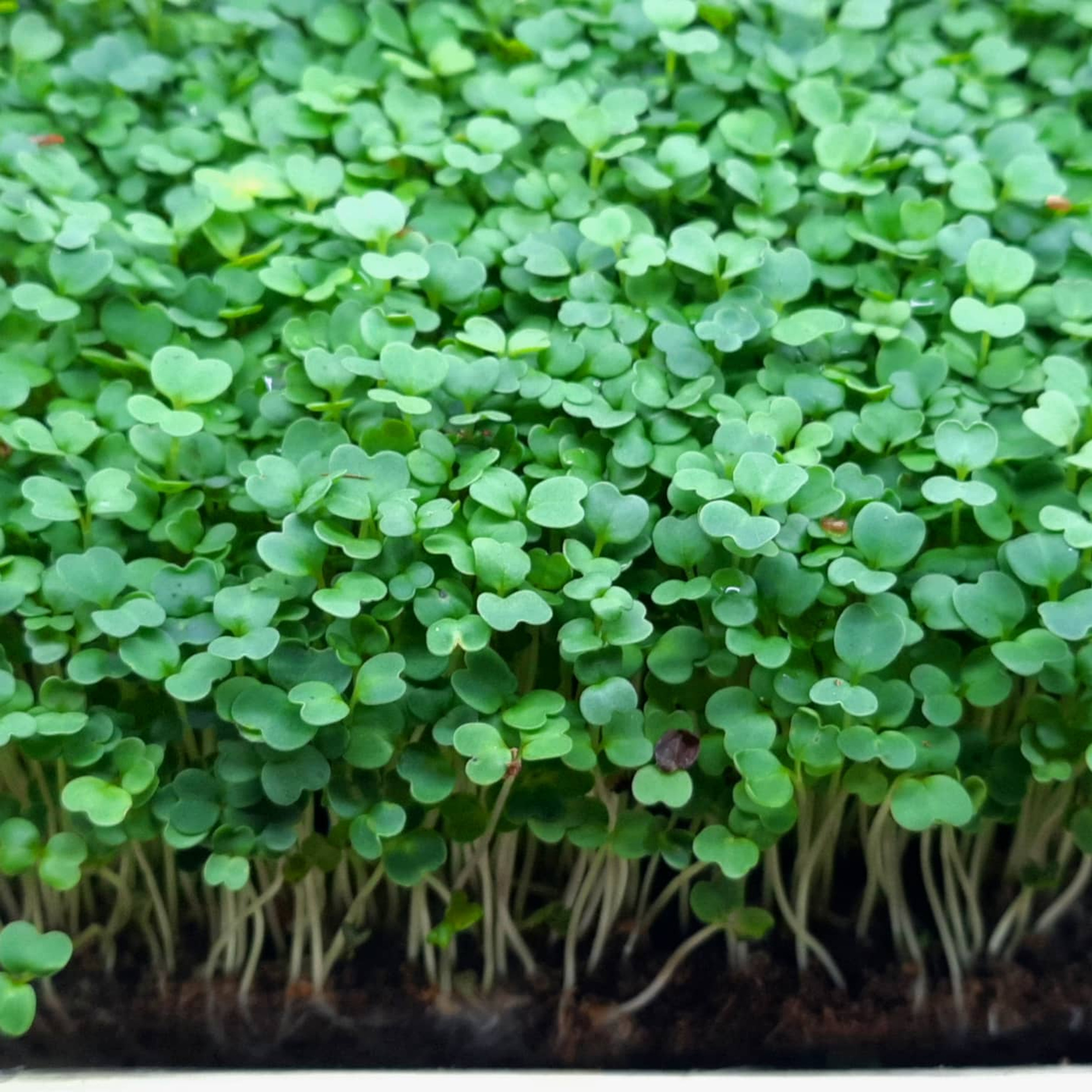 Microgreens and Wheatgrass Bangalore| Mu Greens and Greens