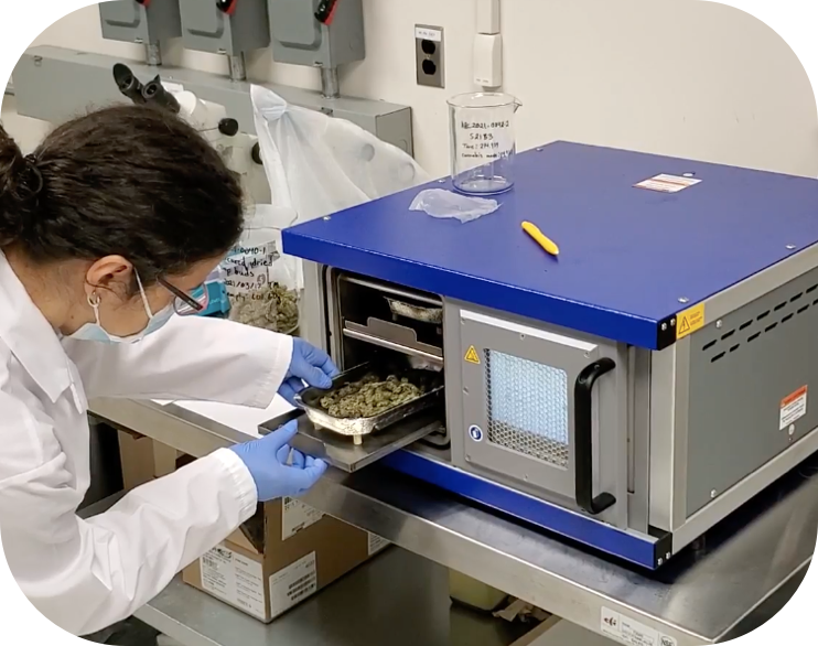 Cold Plasma: a New Process for Sterilizing Dry Cannabis