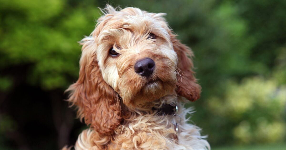 Cockapoo: Everything You Need To Know
