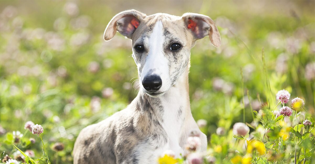 Whippet: Everything You Need To Know
