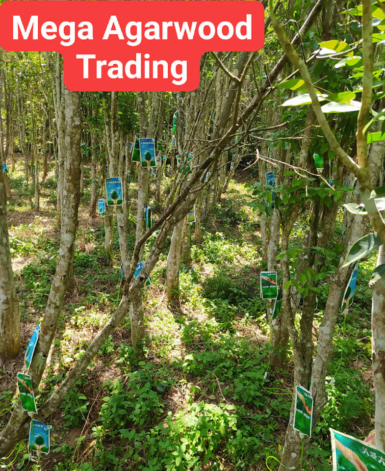 Project Kampung Machap Complete