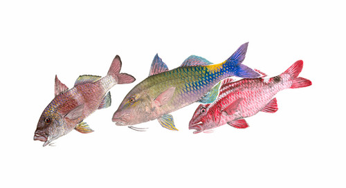 Goat Trifecta (Munu, Moana Kali, Kumu) | DesmondThainFineArt