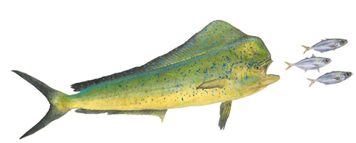 Mahi Mahi Chasing Bigeye Scad | DesmondThainFineArt