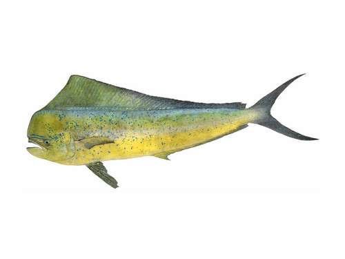 Bull Mahi Mahi | DesmondThainFineArt