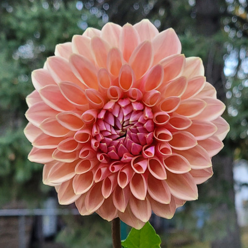 Bloomquist Alan | Daybreak Dahlias