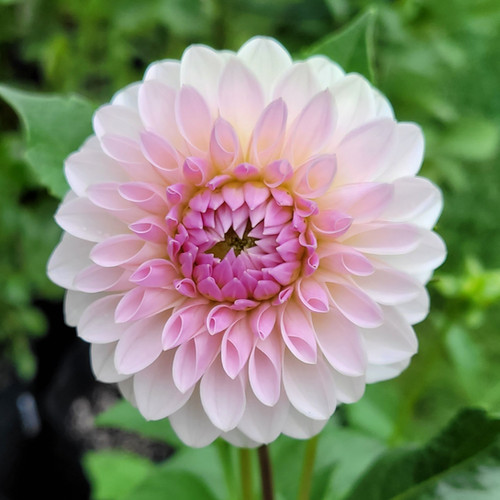Bloomquist Tory P | Daybreak Dahlias