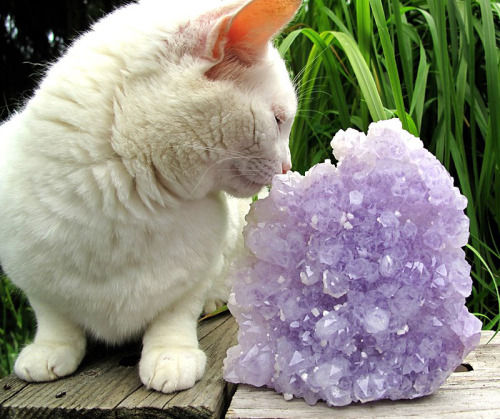 The Best Crystals For Your Pets