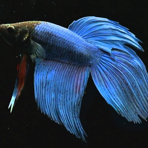 Betta splendens (betta común) | Selvadentro