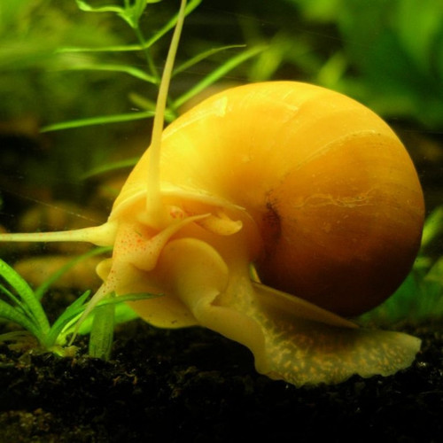 Caracol amarillo | Selvadentro