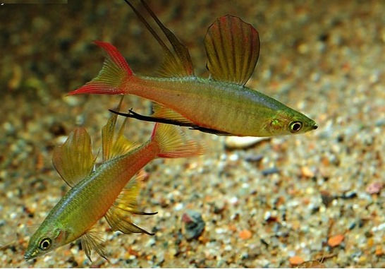 Peces e invertebrados | Selvadentro | Colombia