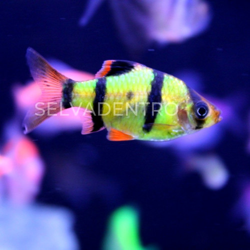 Puntius tetrazona (barbus sumatrano fluorescente) | Selvadentro