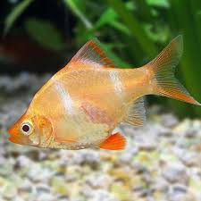 Puntius tetrazona (barbus sumatrano albino) | Selvadentro