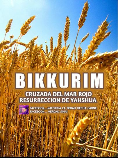 LA FIESTA DE BIKKURIM (PRIMICIAS O PRIMEROS FRUTOS)