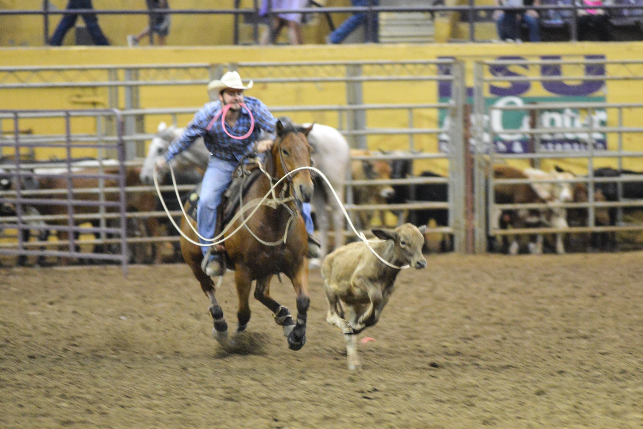 LSU Block and Bridle - RODEO 208