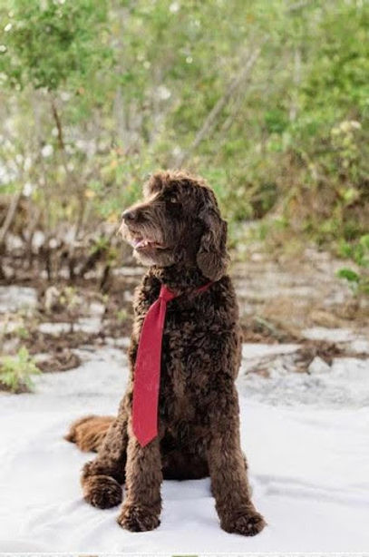 Sunshine and Wagging Tails: Labradoodle Puppies in Florida at Sunrise ...