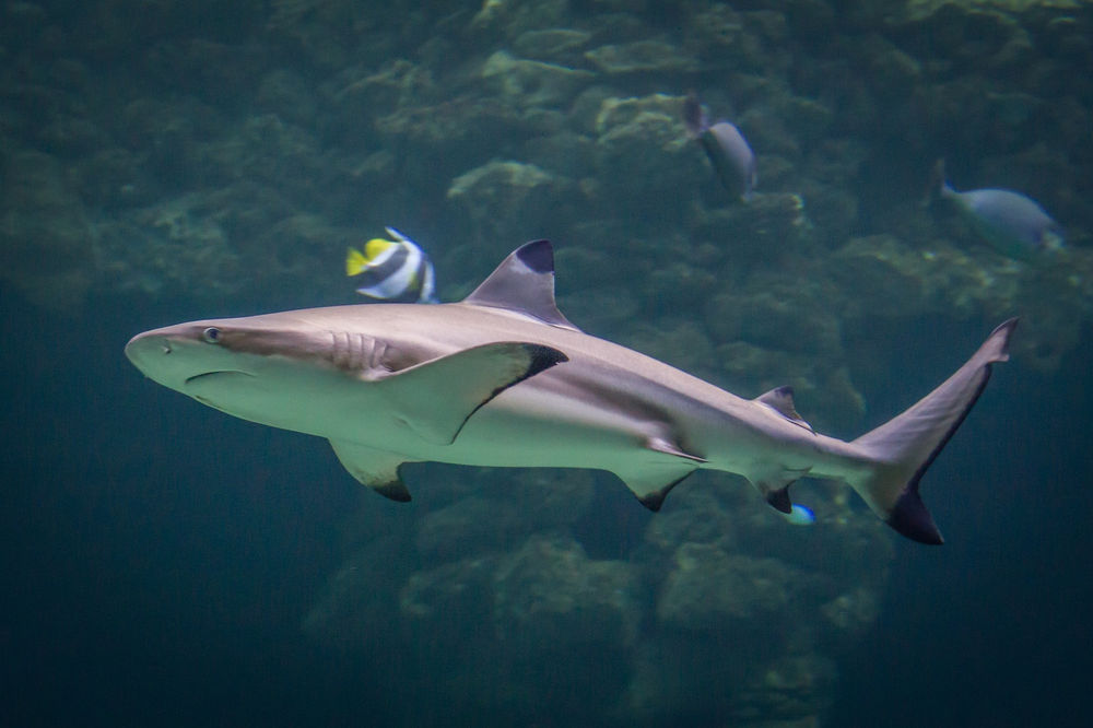 Hai Im Aquarium