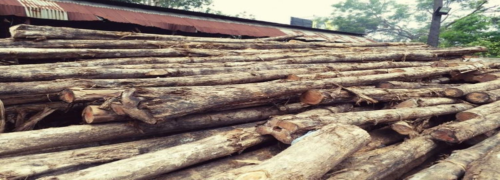 Timber for Construction in Malaysia