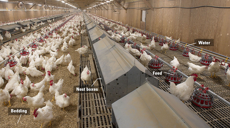 Breeder & Broiler Farm | Poultry Management