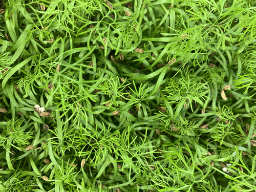Fennel Microgreen Mix | Terra Vita Farm