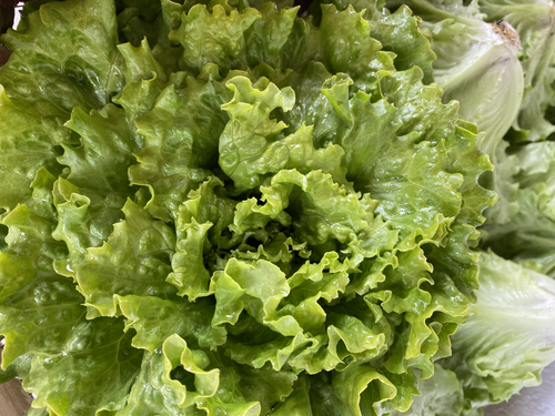 Muir Lettuce Heads | Terra Vita Farm