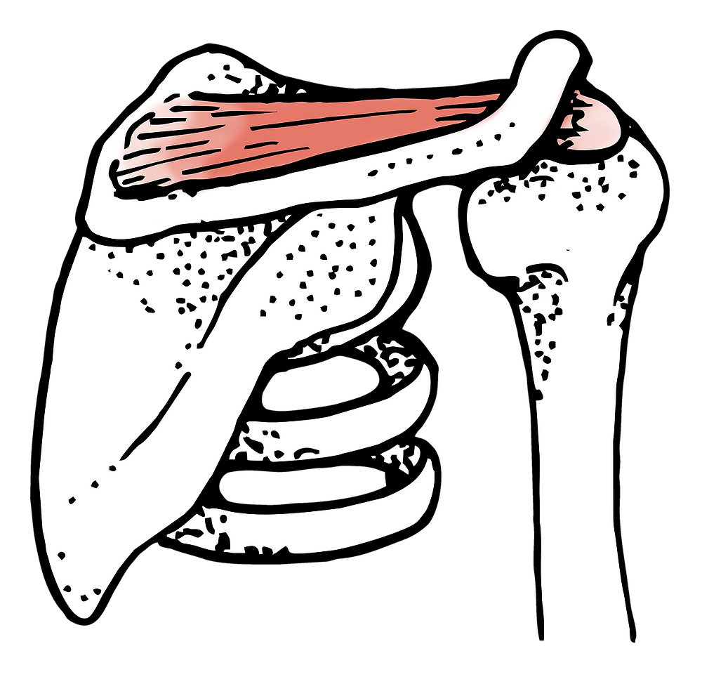 Understanding Frozen Shoulder: Causes, Joints Involved, and ...