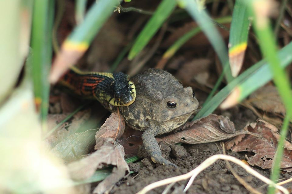 The Tale of the Snake and the Toad