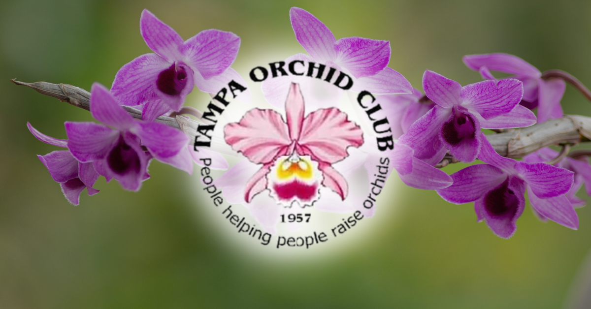 Tampa Orchid Club | Local Orchid Club in Tampa, FL