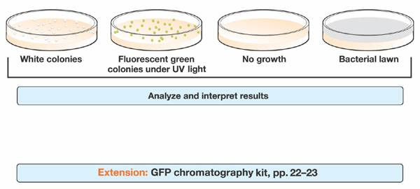 pGLO™ Transformation and Purification of Green Fluorescent Protein (GFP ...